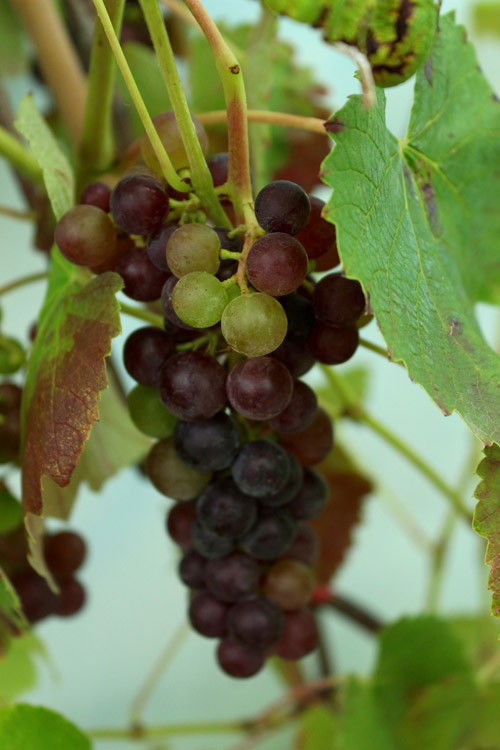 Vitis Muscat Bleu - Tafeltraube Muscat Bleu | jetzt günstig online ...