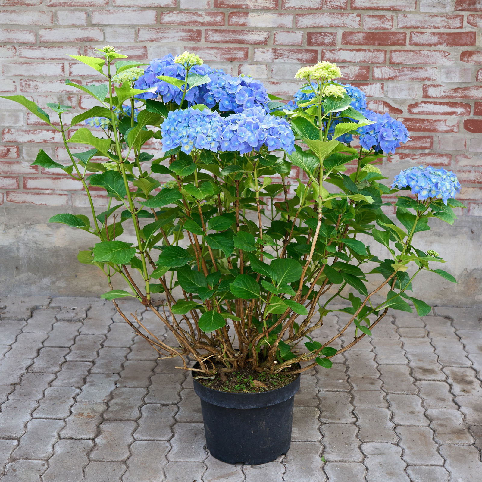Ballhortensie Bela - Hydrangea macrophylla Bela günstig kaufen