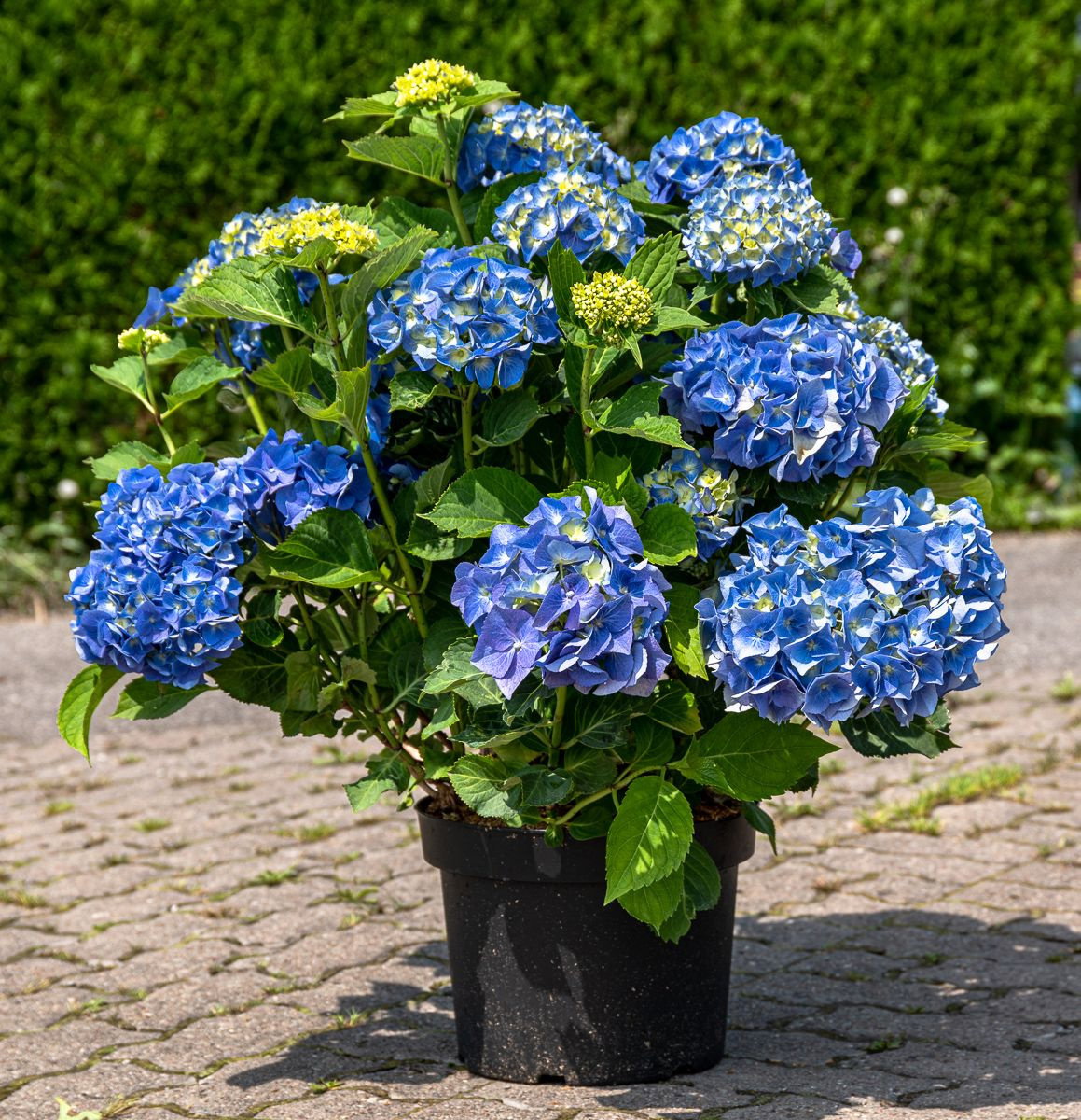 Ballhortensie Bela - Hydrangea macrophylla Bela günstig kaufen