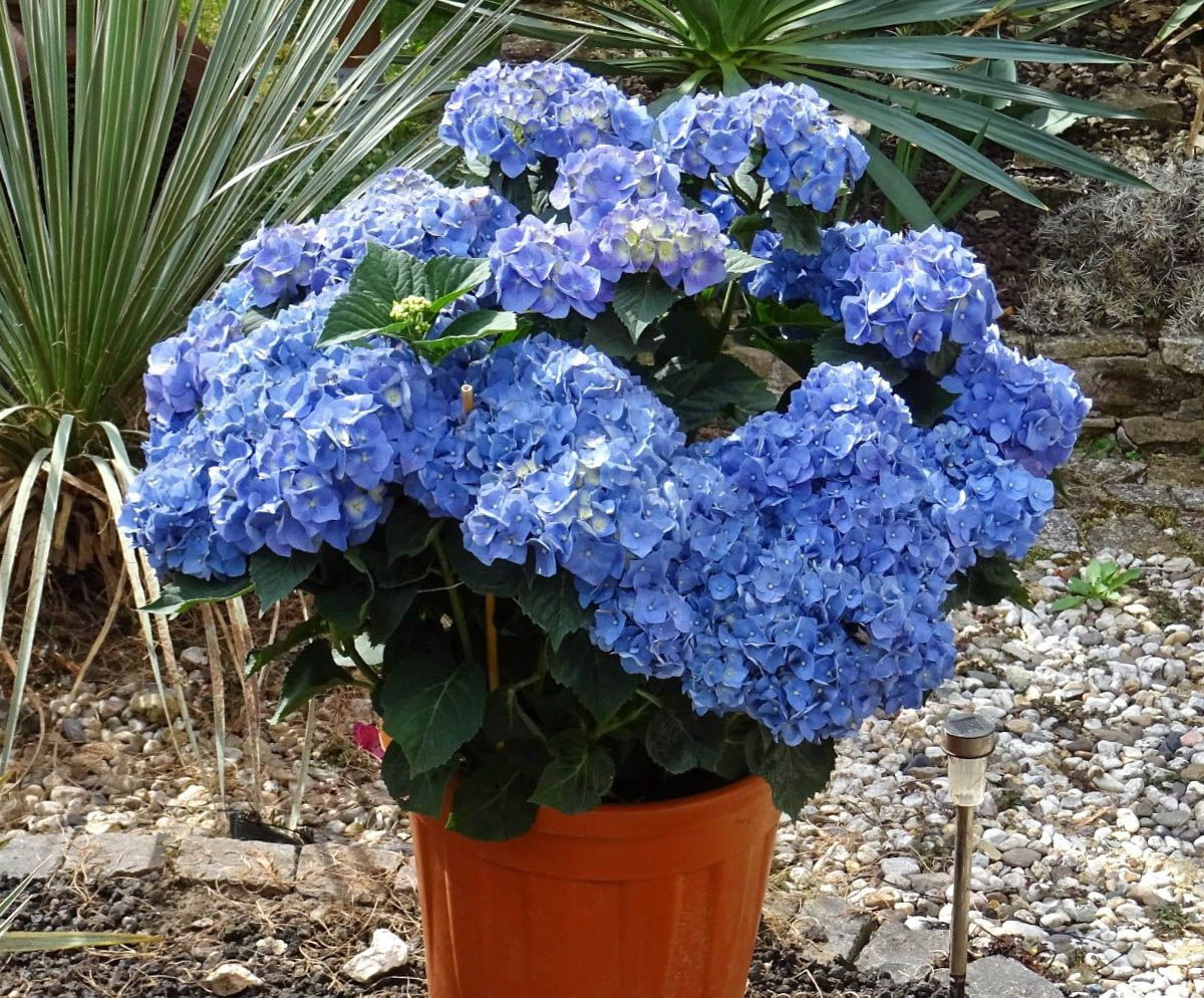 Ballhortensie Bela - Hydrangea macrophylla Bela günstig kaufen