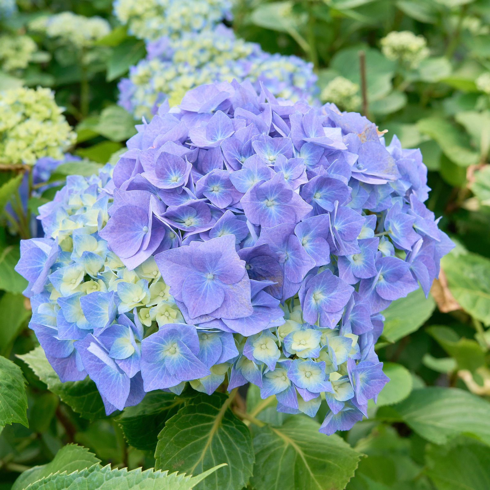 Ballhortensie Bela - Hydrangea macrophylla Bela günstig kaufen