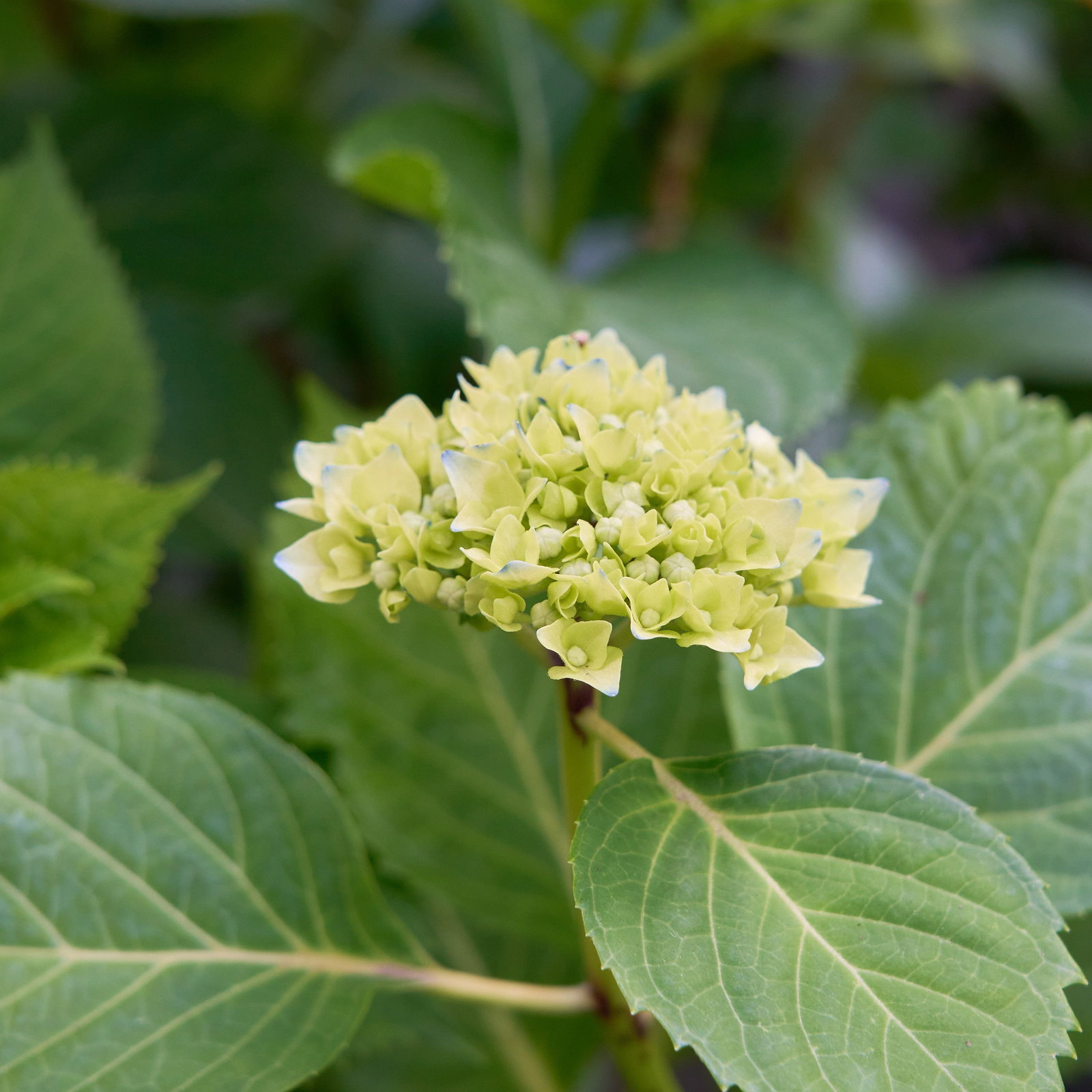 Ballhortensie Bela - Hydrangea macrophylla Bela günstig kaufen