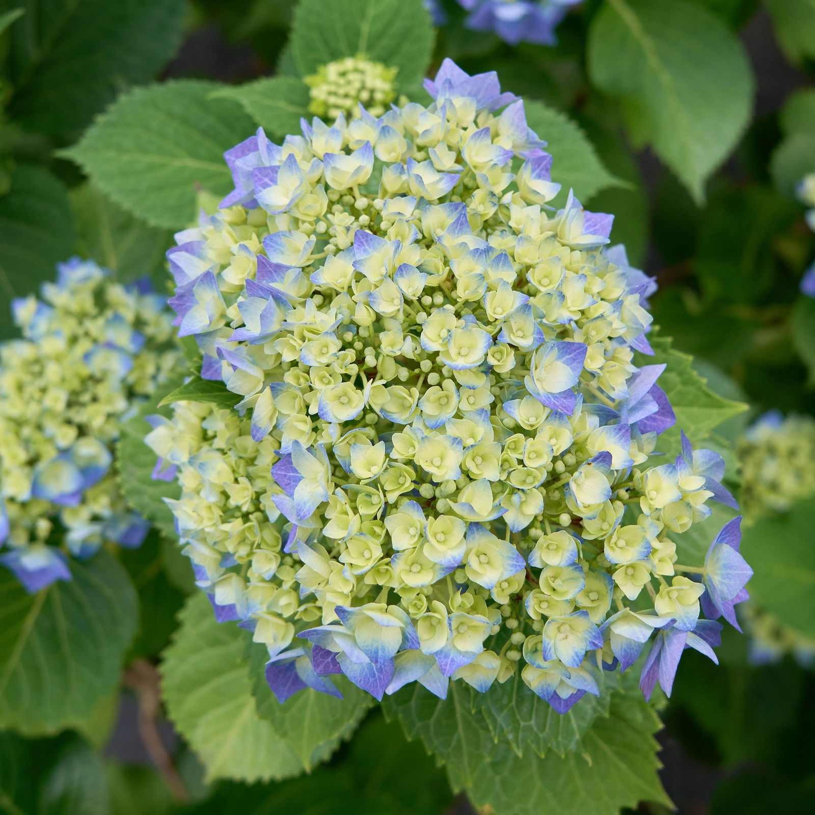 Ballhortensie Bela - Hydrangea macrophylla Bela günstig kaufen
