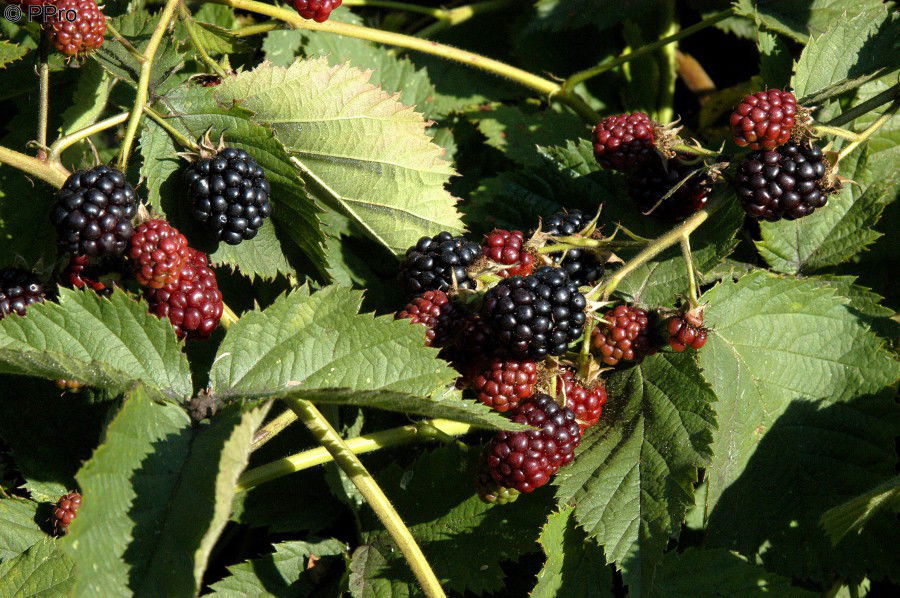 Himbeere Meeker - Rubus idaeus Meeker günstig kaufen
