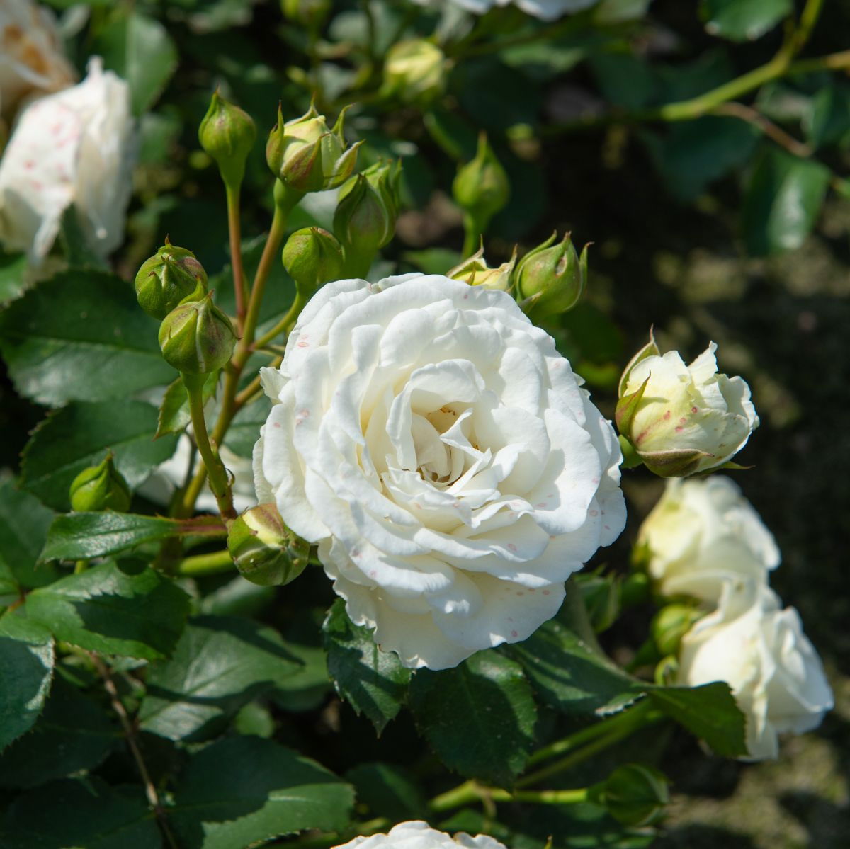 Rose Little Sunset ® - Rosa Little Sunset ® günstig kaufen