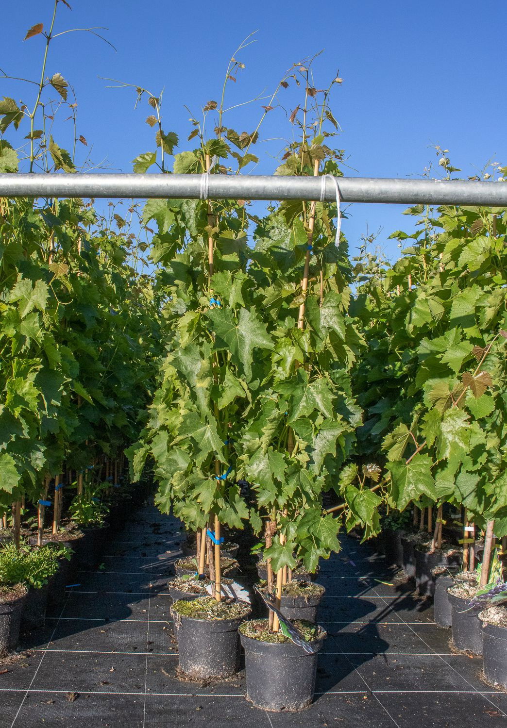 Vitis Muscat Bleu - Tafeltraube Muscat Bleu | jetzt günstig online ...