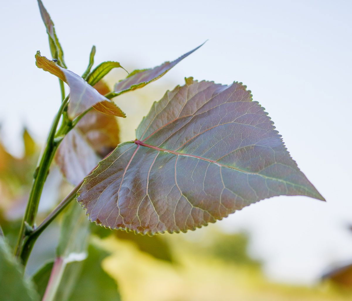 Schwarzpappel - Populus nigra günstig kaufen
