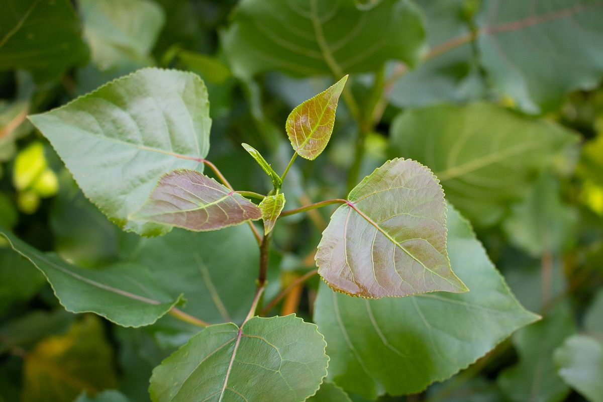 Schwarzpappel - Populus nigra günstig kaufen