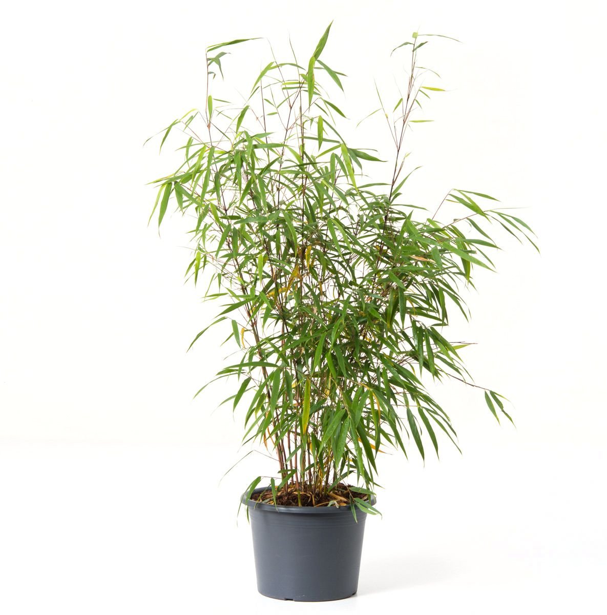 Bambus Asian Wonder - Fargesia scabrida Asian Wonder günstig kaufen