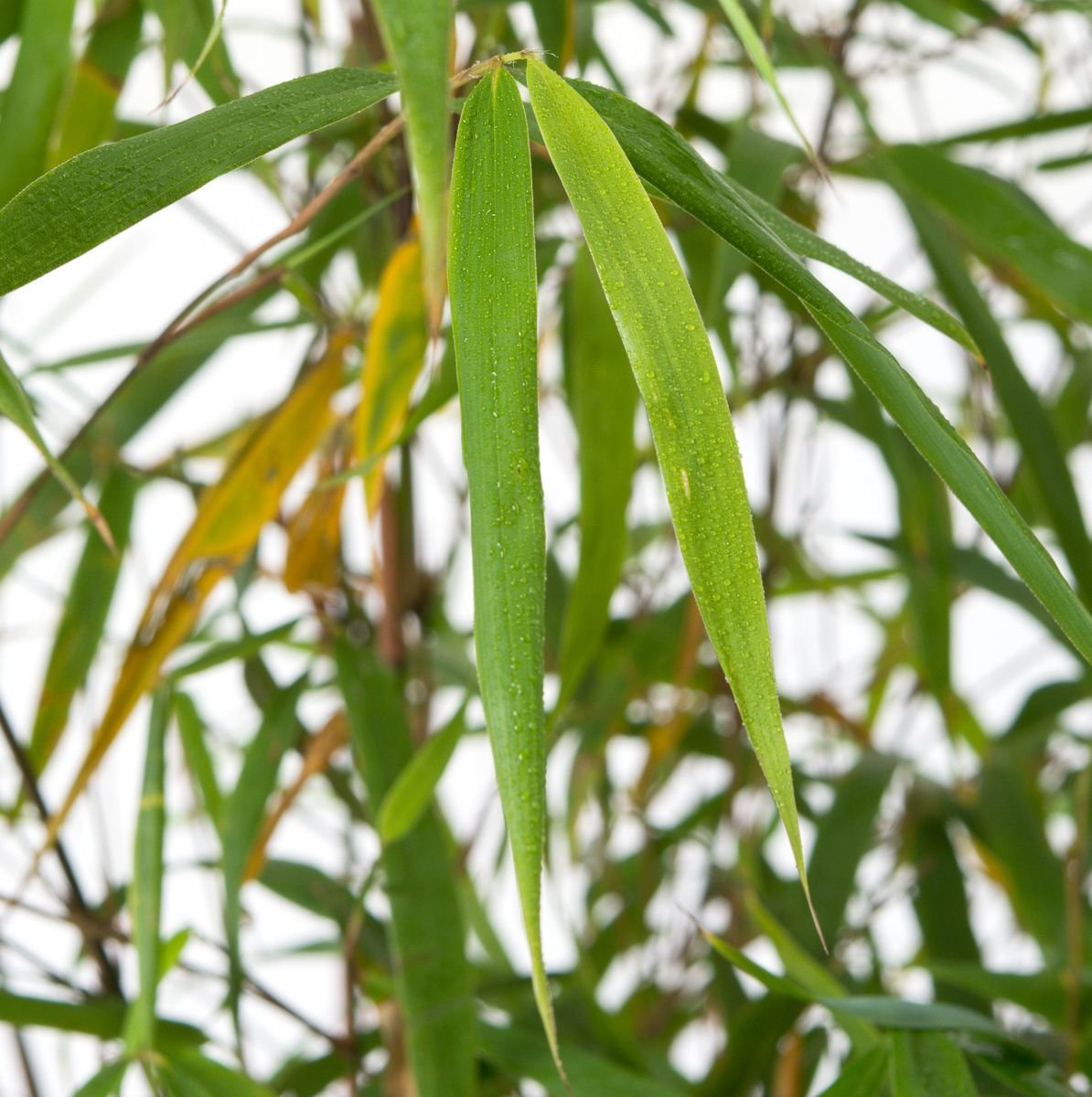 Bambus Asian Wonder - Fargesia scabrida Asian Wonder günstig kaufen