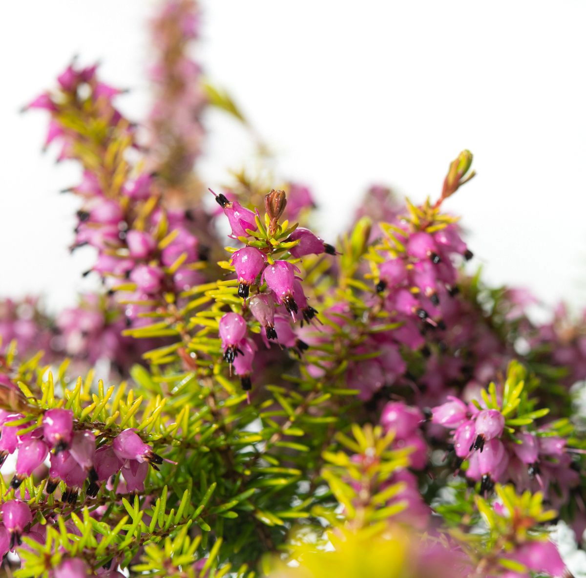 Winterheide weiß - Erica carnea weiß günstig kaufen