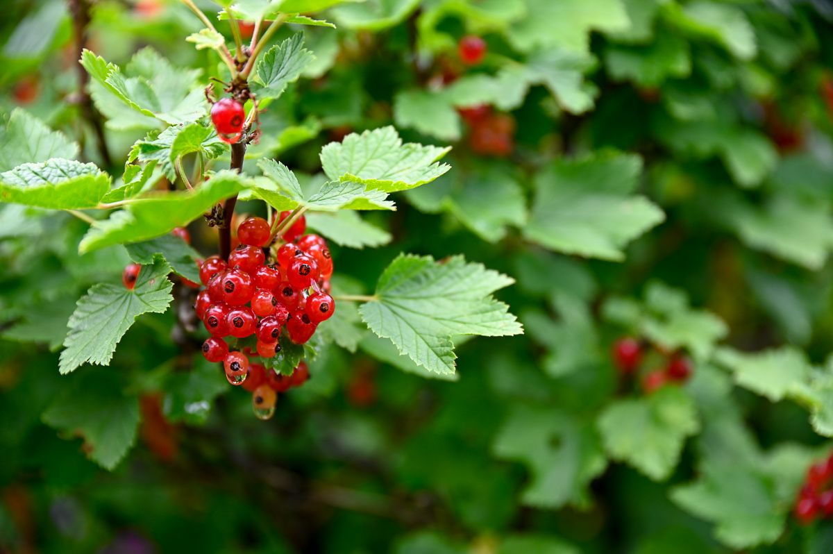 Rote Johannisbeere Rovada - Ribes rubrum Rovada günstig kaufen