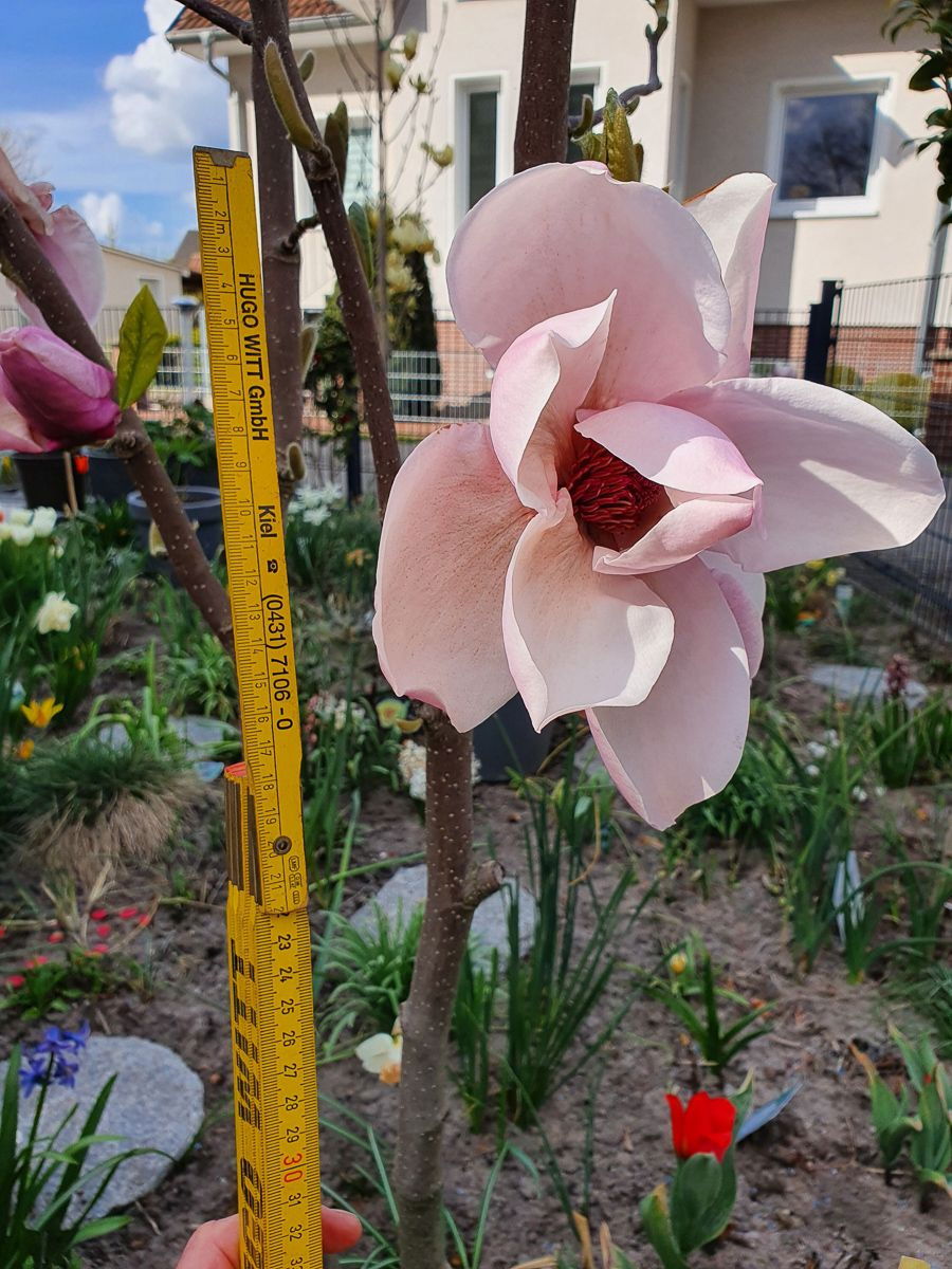 Magnolie Atlas - Magnolia Atlas günstig kaufen