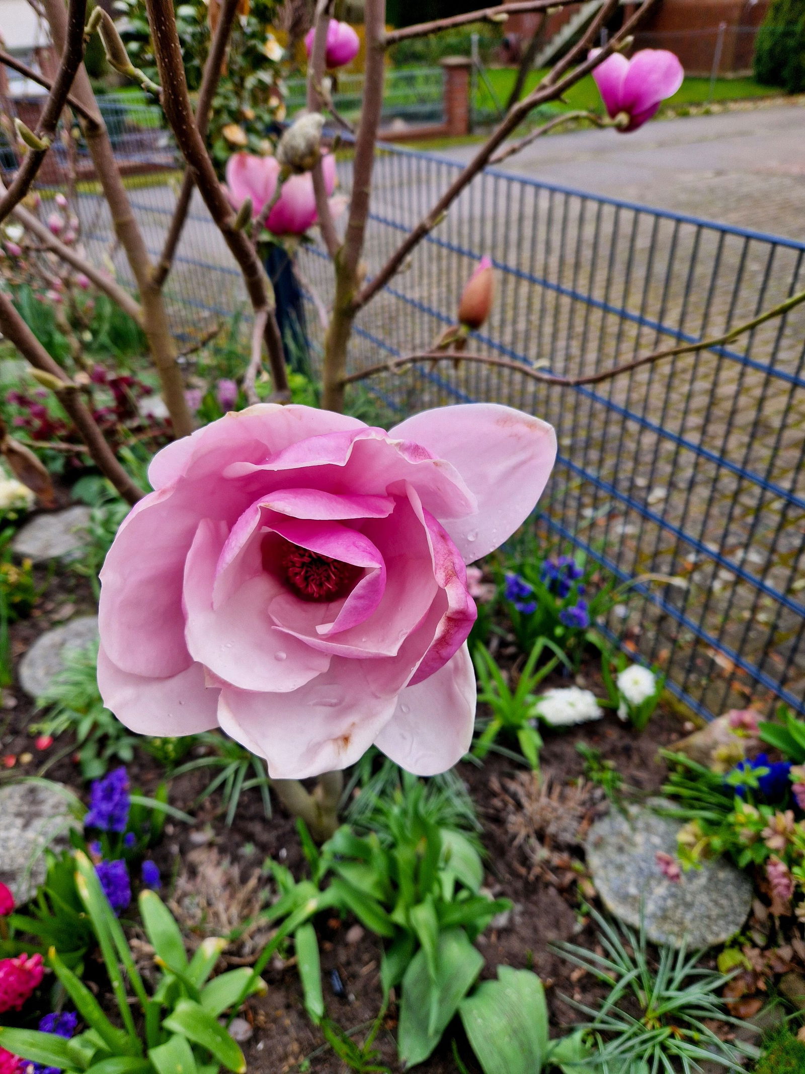 Magnolie Atlas - Magnolia Atlas günstig kaufen