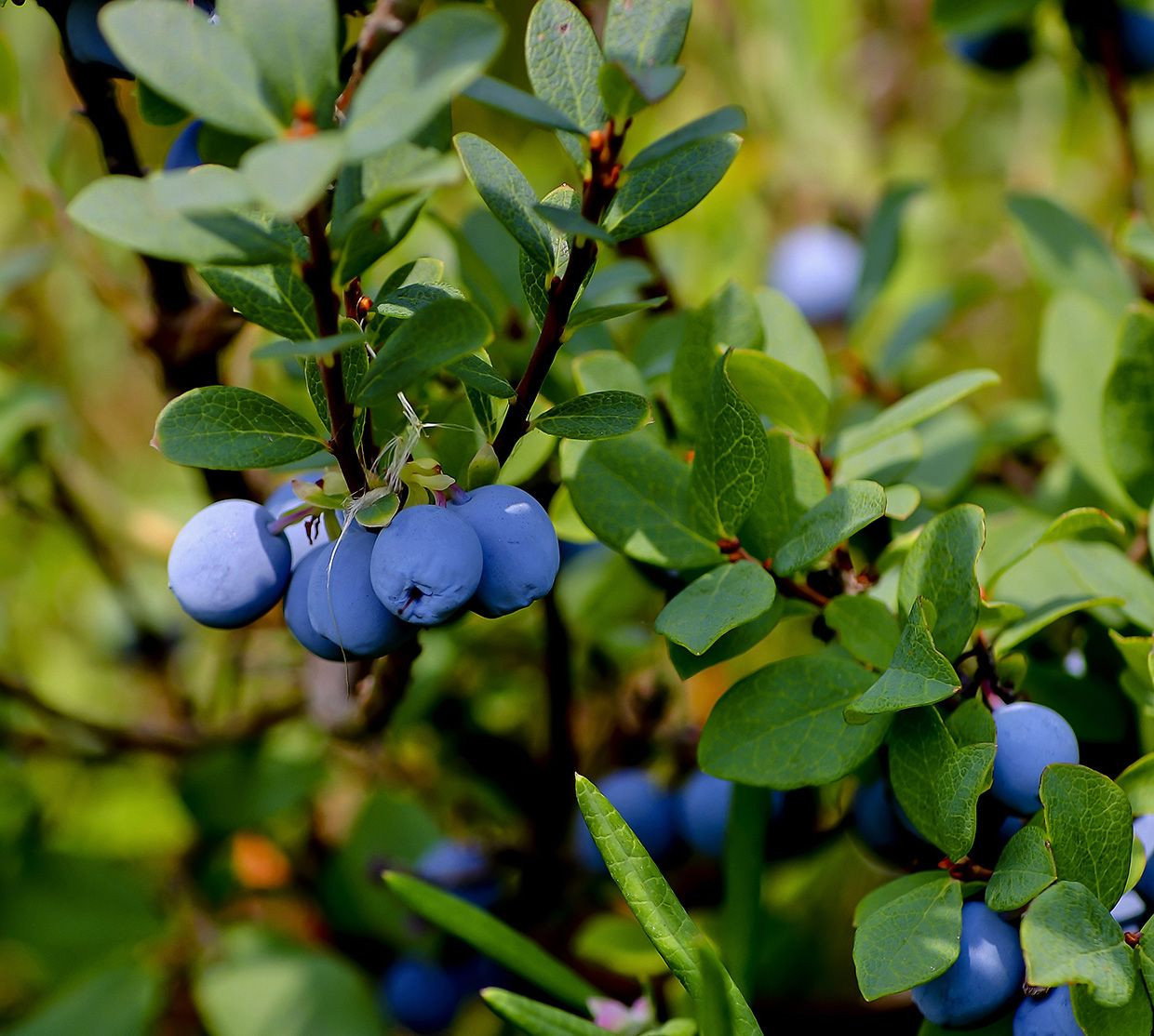 Vaccinium uliginosum - Rauschbeere | jetzt günstig online kaufen bei ...