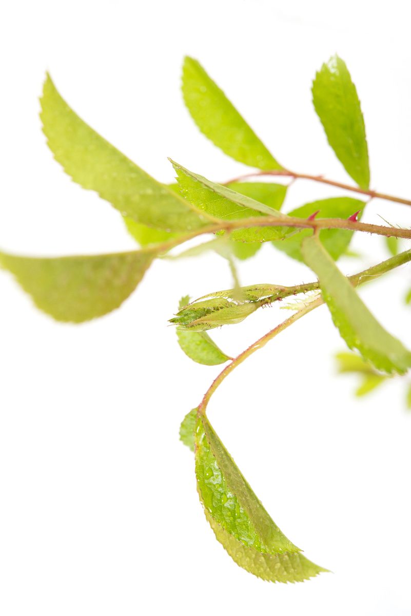 Kletterrose Goldfinch - Rosa Goldfinch günstig kaufen