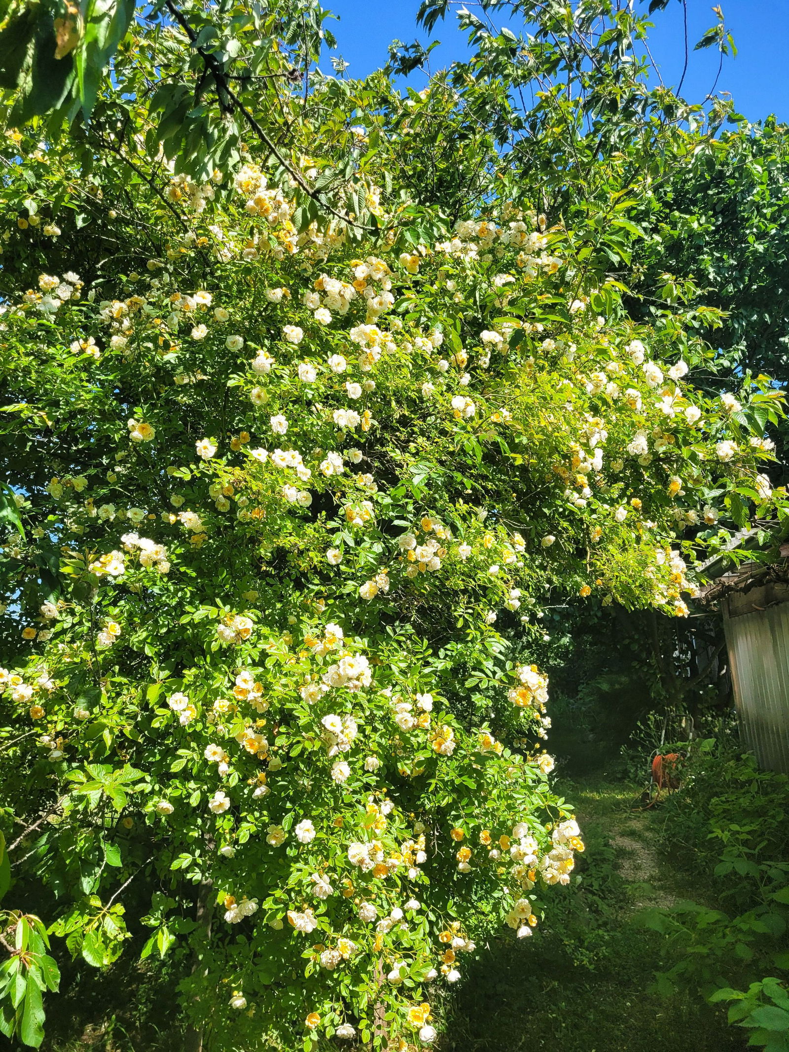 Kletterrose Goldfinch - Rosa Goldfinch günstig kaufen