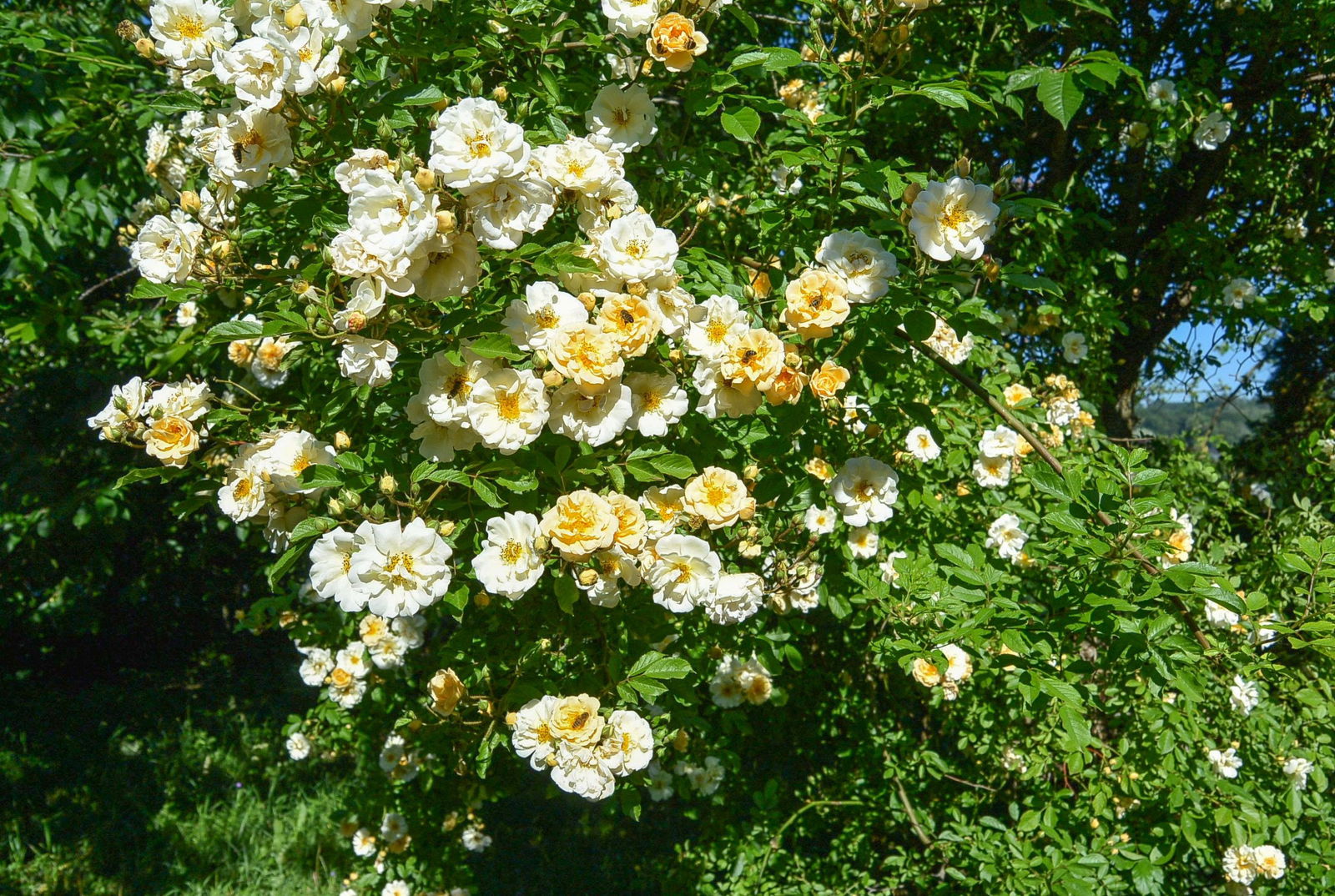 Kletterrose Goldfinch - Rosa Goldfinch günstig kaufen