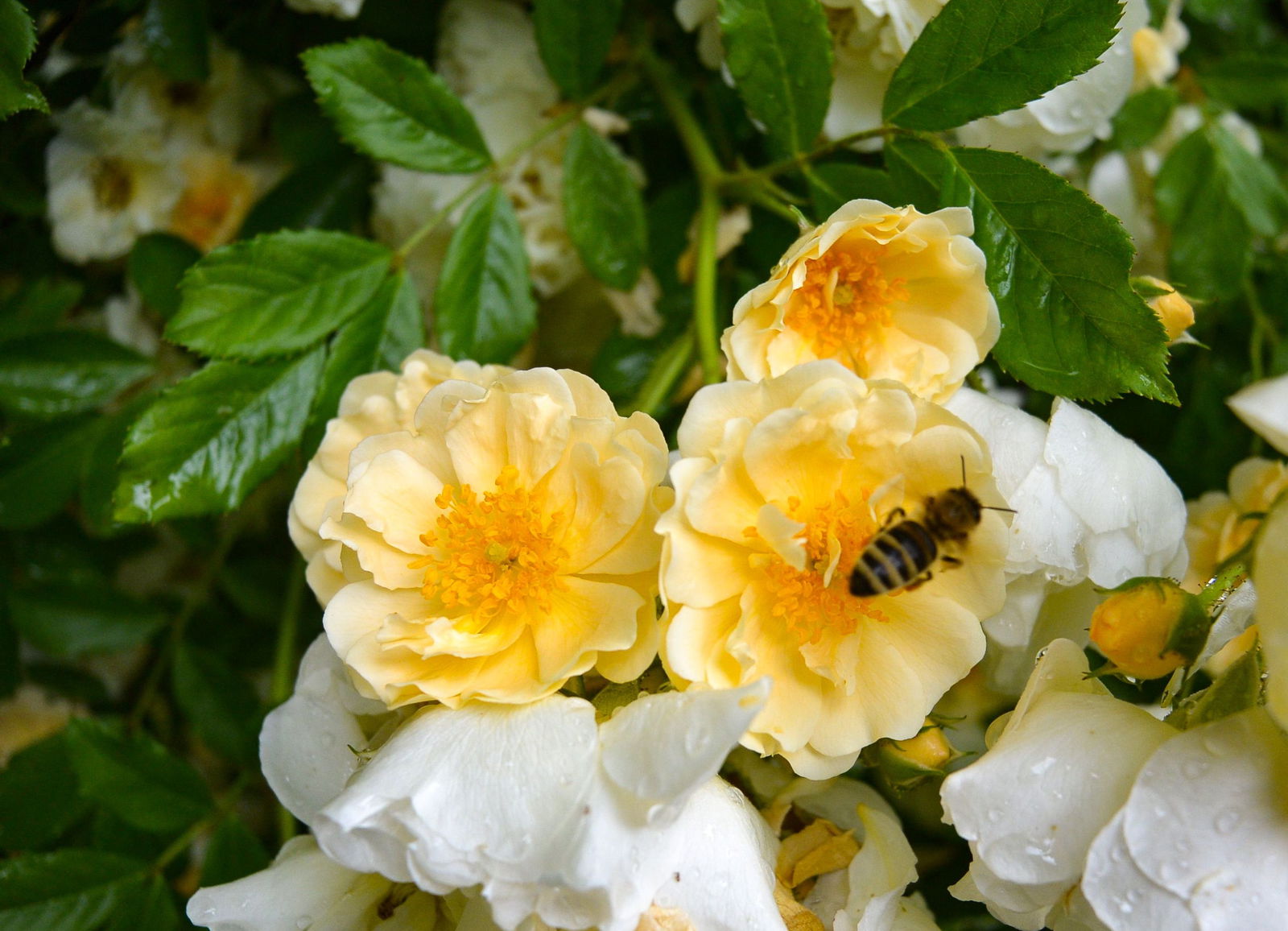 Kletterrose Goldfinch - Rosa Goldfinch günstig kaufen