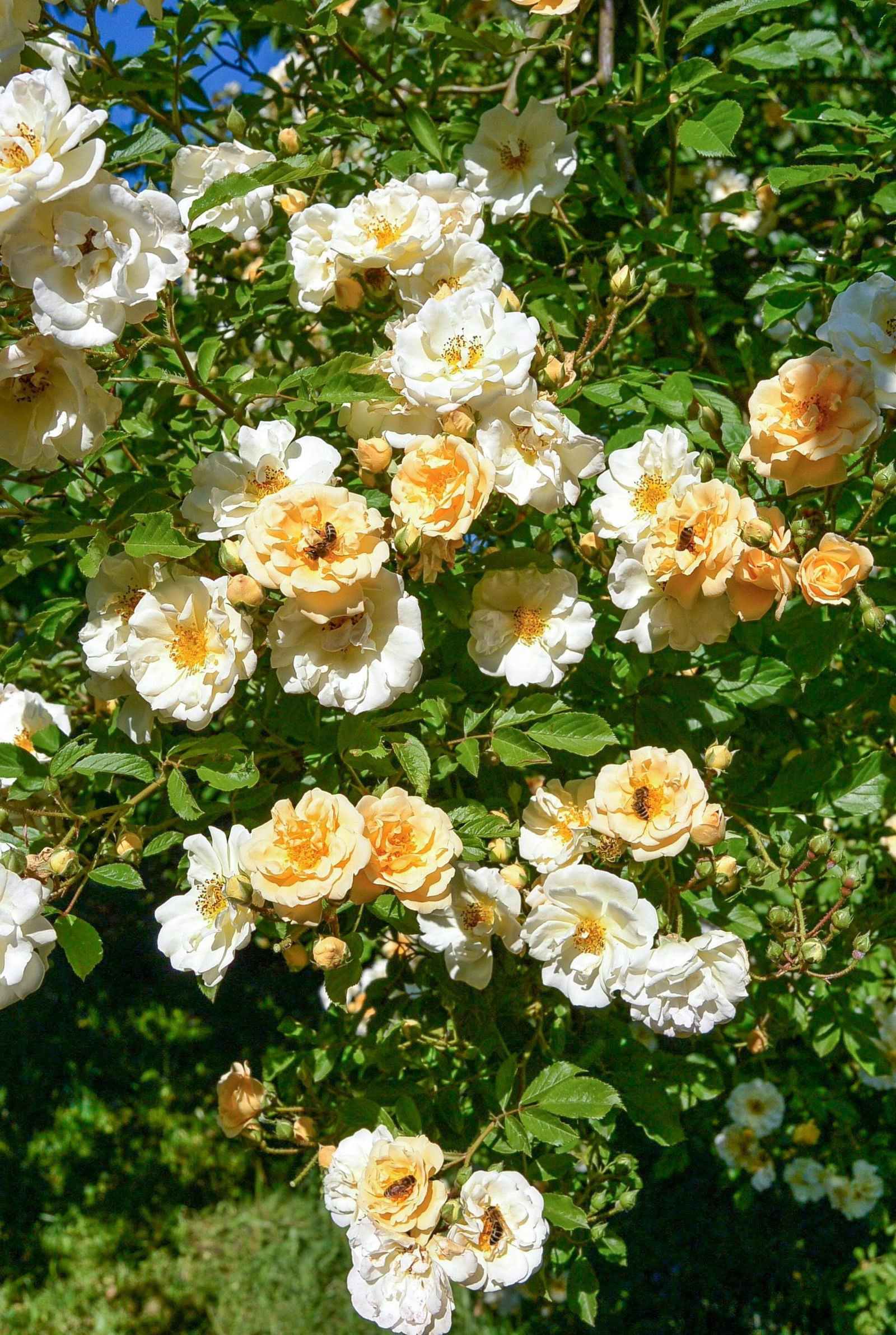 Kletterrose Goldfinch - Rosa Goldfinch günstig kaufen