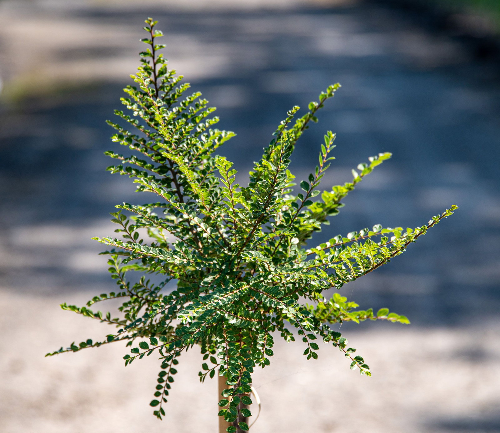Ulmus parvifolia Seiju - Zwerg Ulme Seiju | jetzt günstig online kaufen ...