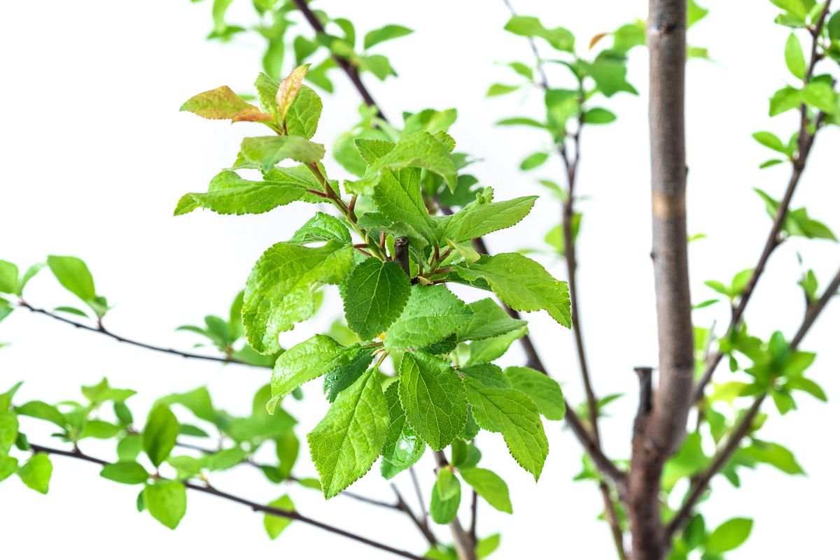 Riesenzwetsche Haganta - Prunus domestica Haganta günstig kaufen