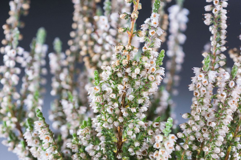 Besenheide Beoley Silver - Calluna vulgaris Beoley Silver günstig kaufen