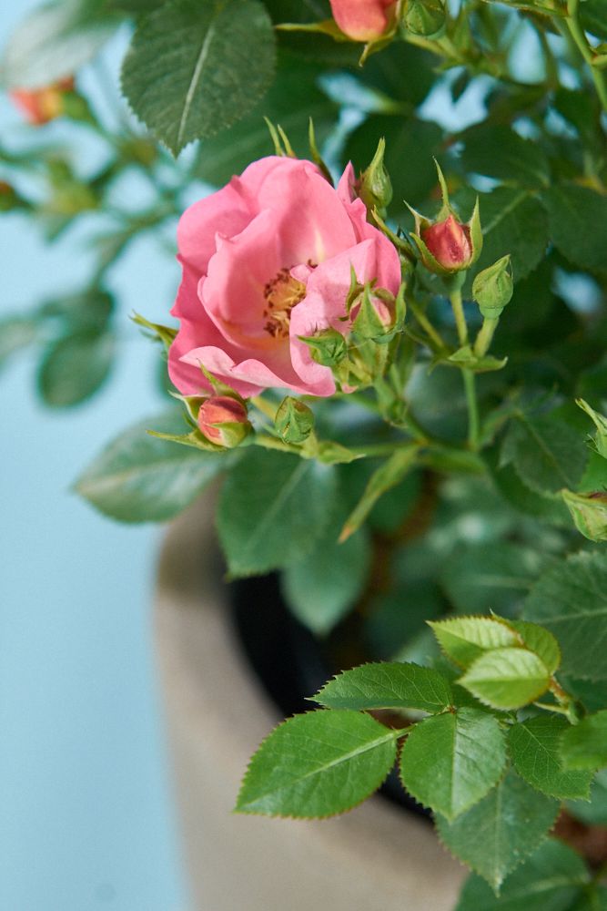 Rose Coco® - Rosa Coco® günstig kaufen