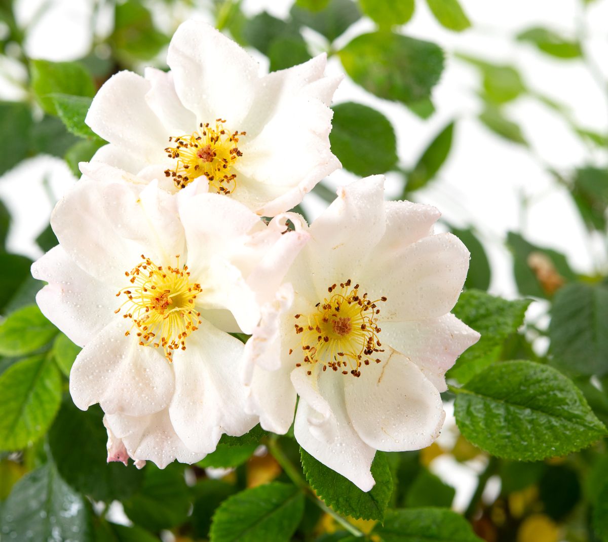 Rose Coco® - Rosa Coco® günstig kaufen