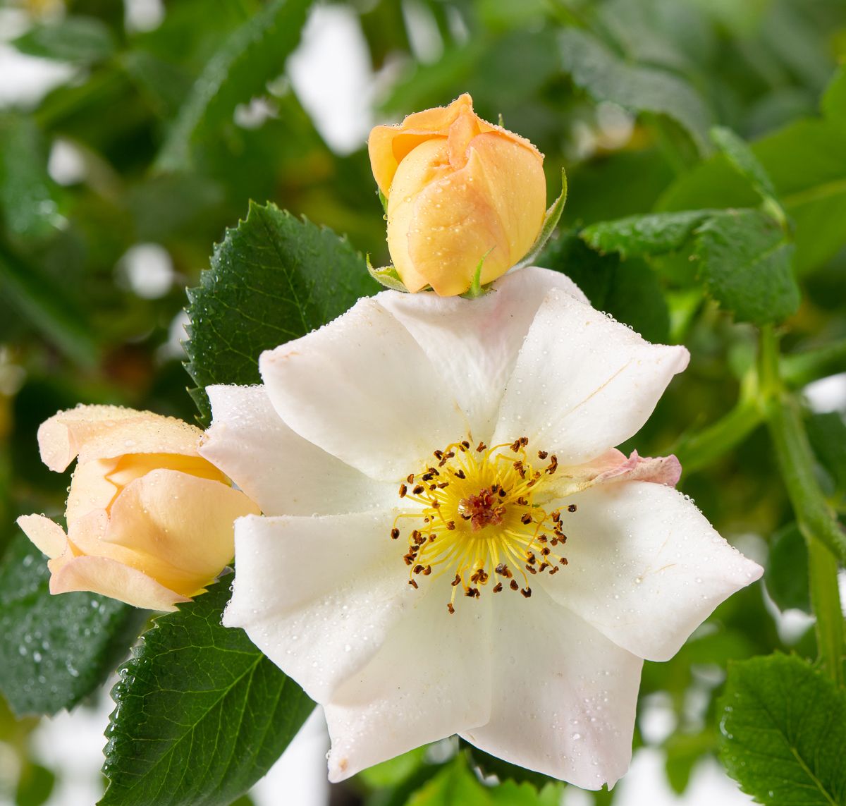 Rose Coco® - Rosa Coco® günstig kaufen