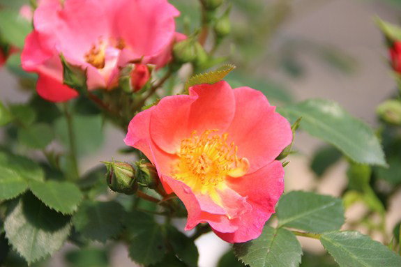 Rose Coco® - Rosa Coco® günstig kaufen