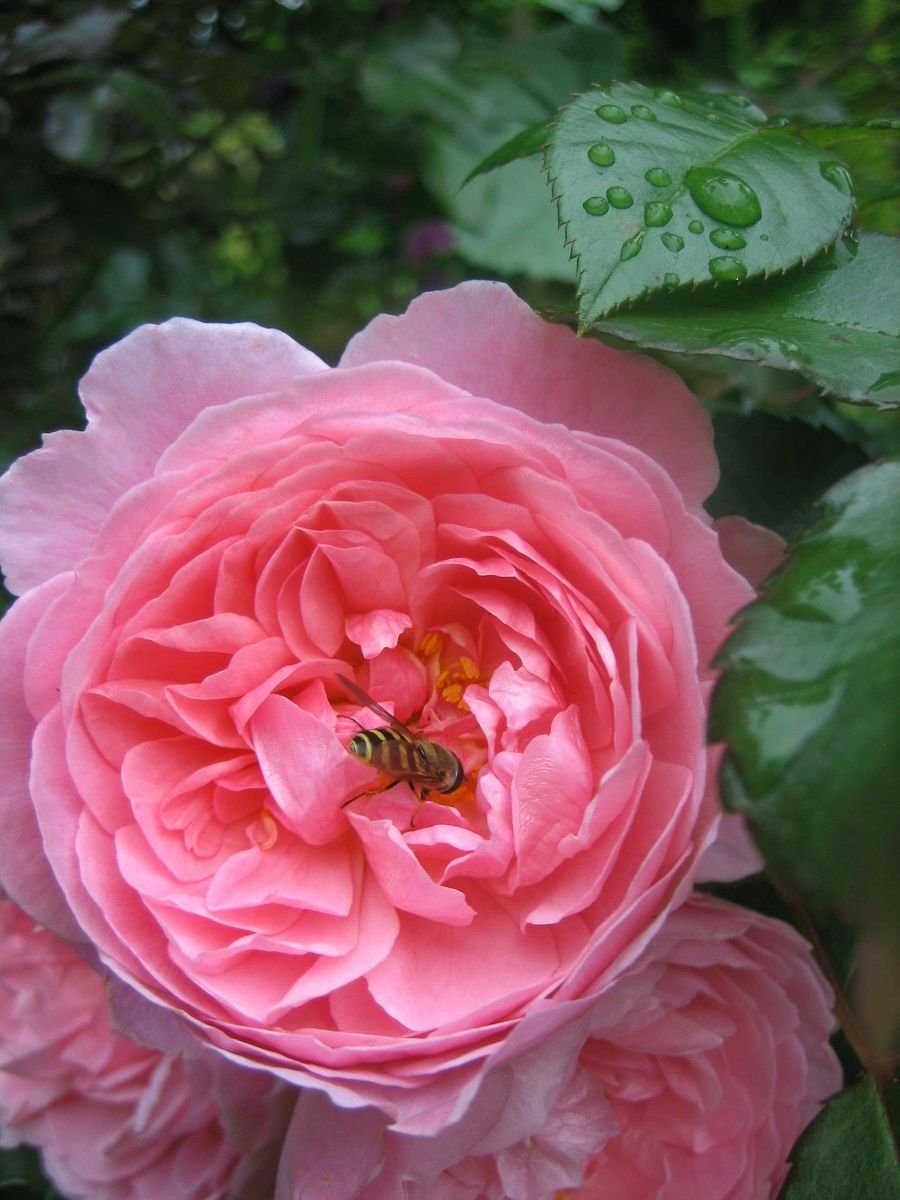 Strawberry Hills - David Austin Strauchrose - Rosa Strawberry Hills ...