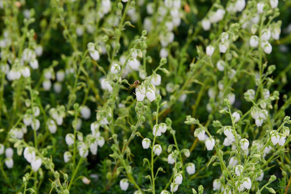 Grauheide Alba Minor - Erica cinerea Alba Minor günstig kaufen