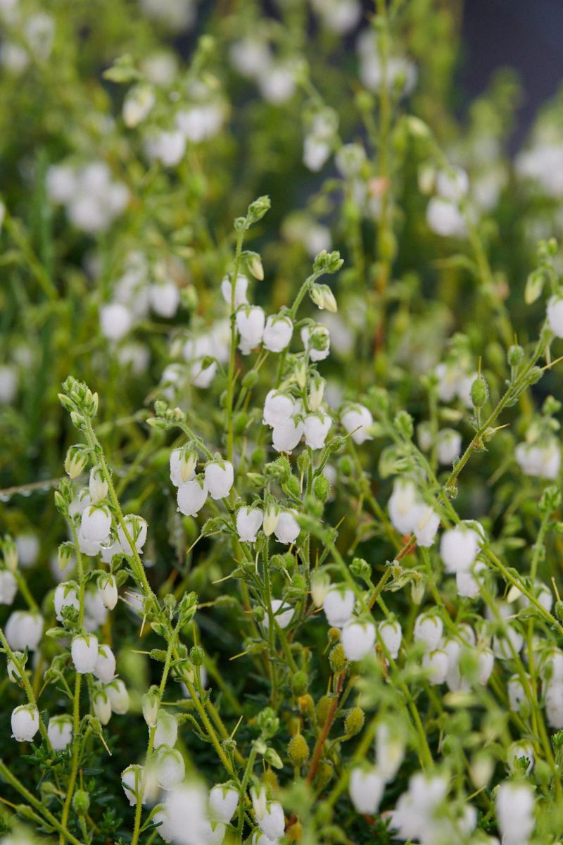 Grauheide Alba Minor - Erica cinerea Alba Minor günstig kaufen