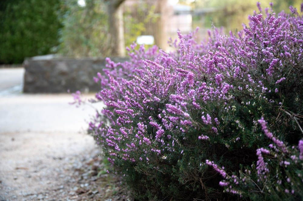Winterblühende Heide George Rendall - Erica darleyensis George Rendall ...