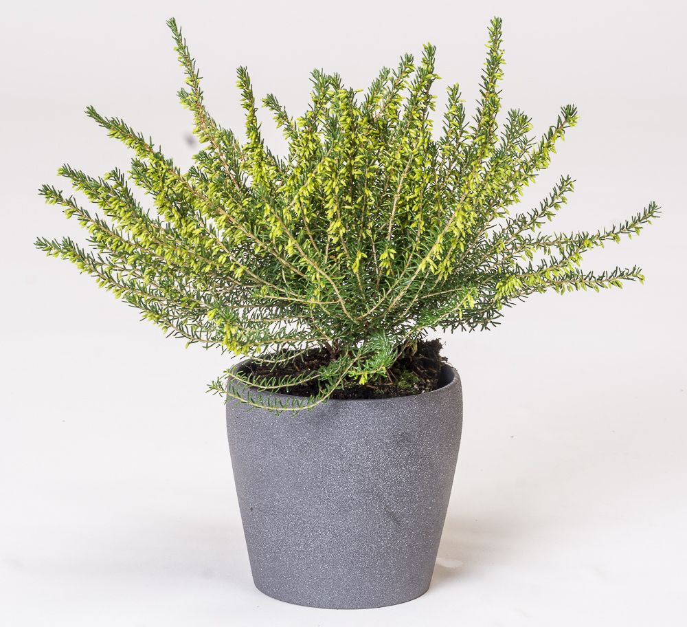 Winterblühende Heide George Rendall - Erica darleyensis George Rendall ...