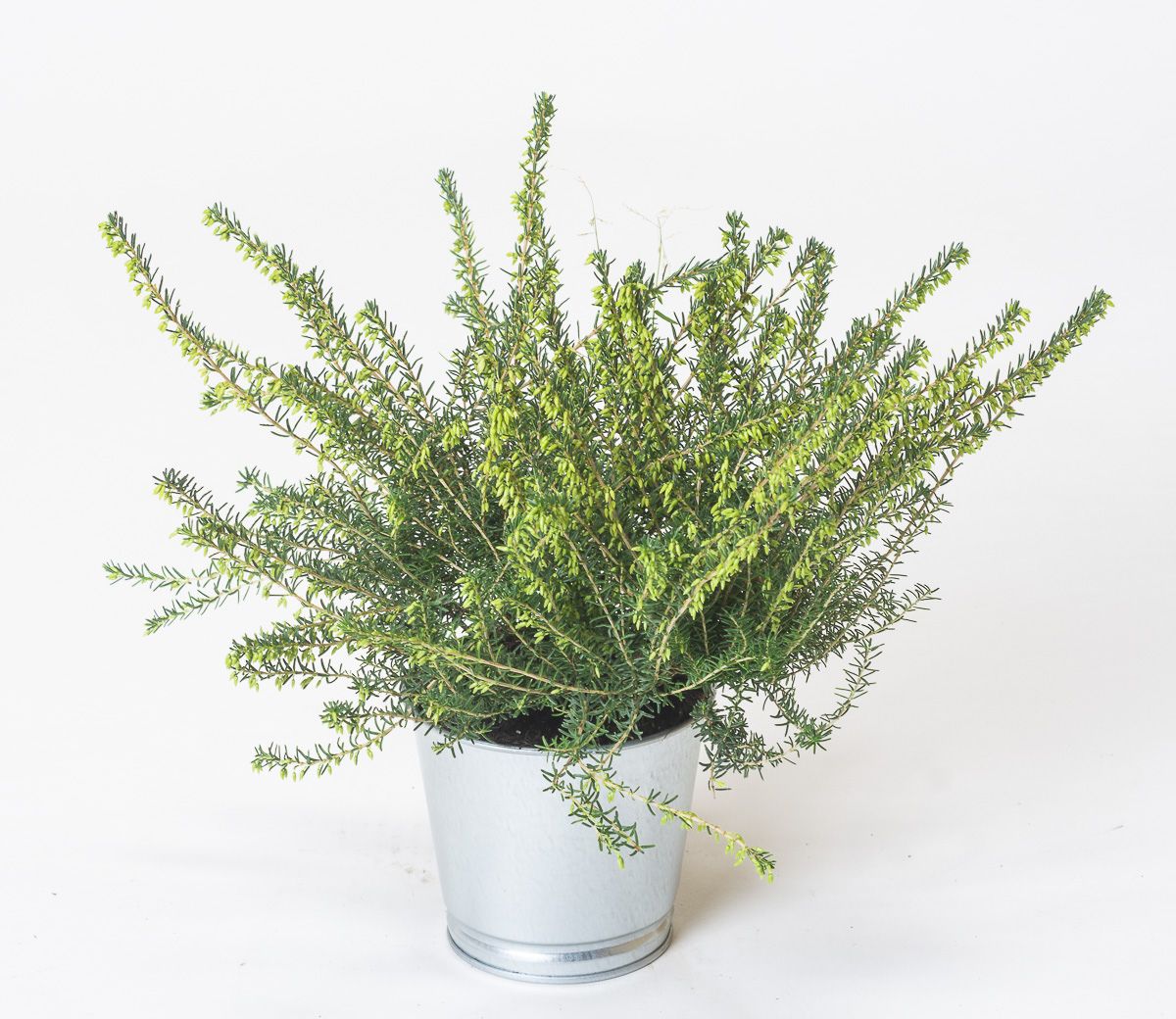 Winterblühende Heide George Rendall - Erica darleyensis George Rendall ...