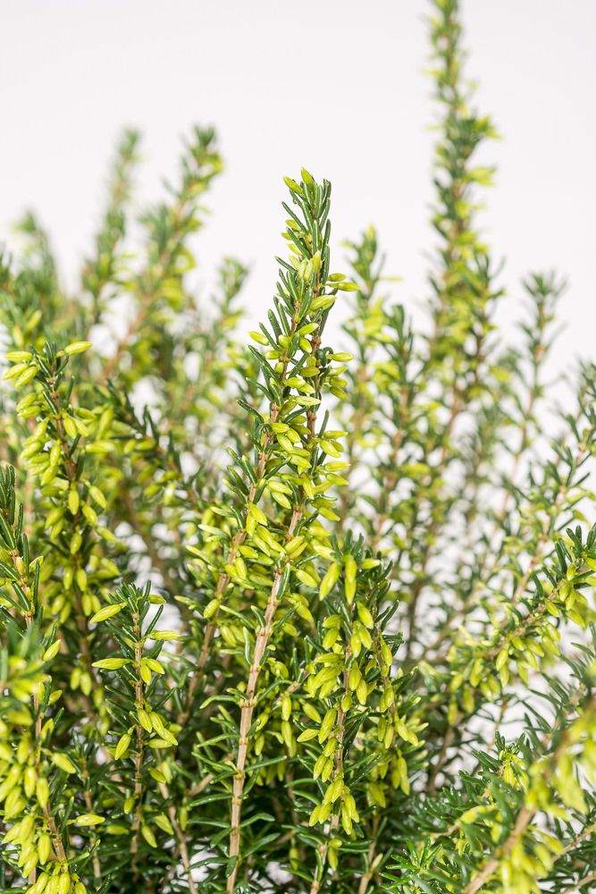 Winterblühende Heide George Rendall - Erica darleyensis George Rendall ...