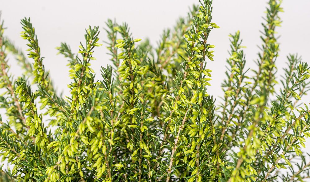Winterblühende Heide George Rendall - Erica darleyensis George Rendall ...