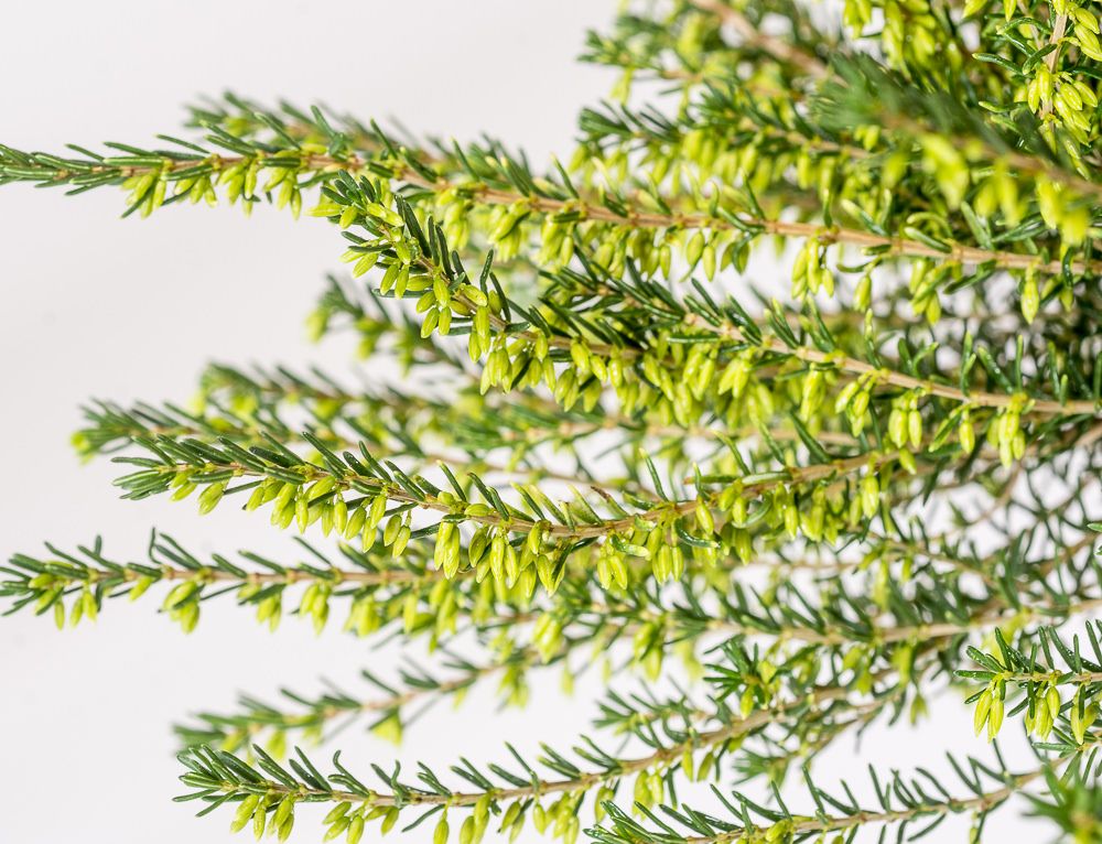 Winterblühende Heide George Rendall - Erica darleyensis George Rendall ...