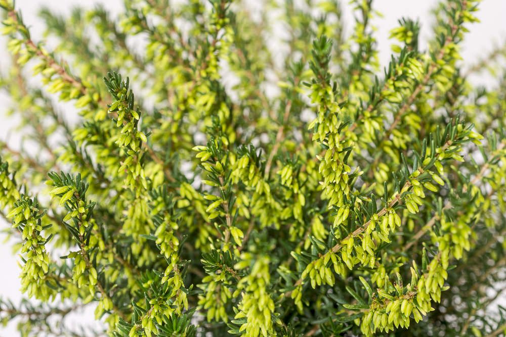 Winterblühende Heide George Rendall - Erica darleyensis George Rendall ...