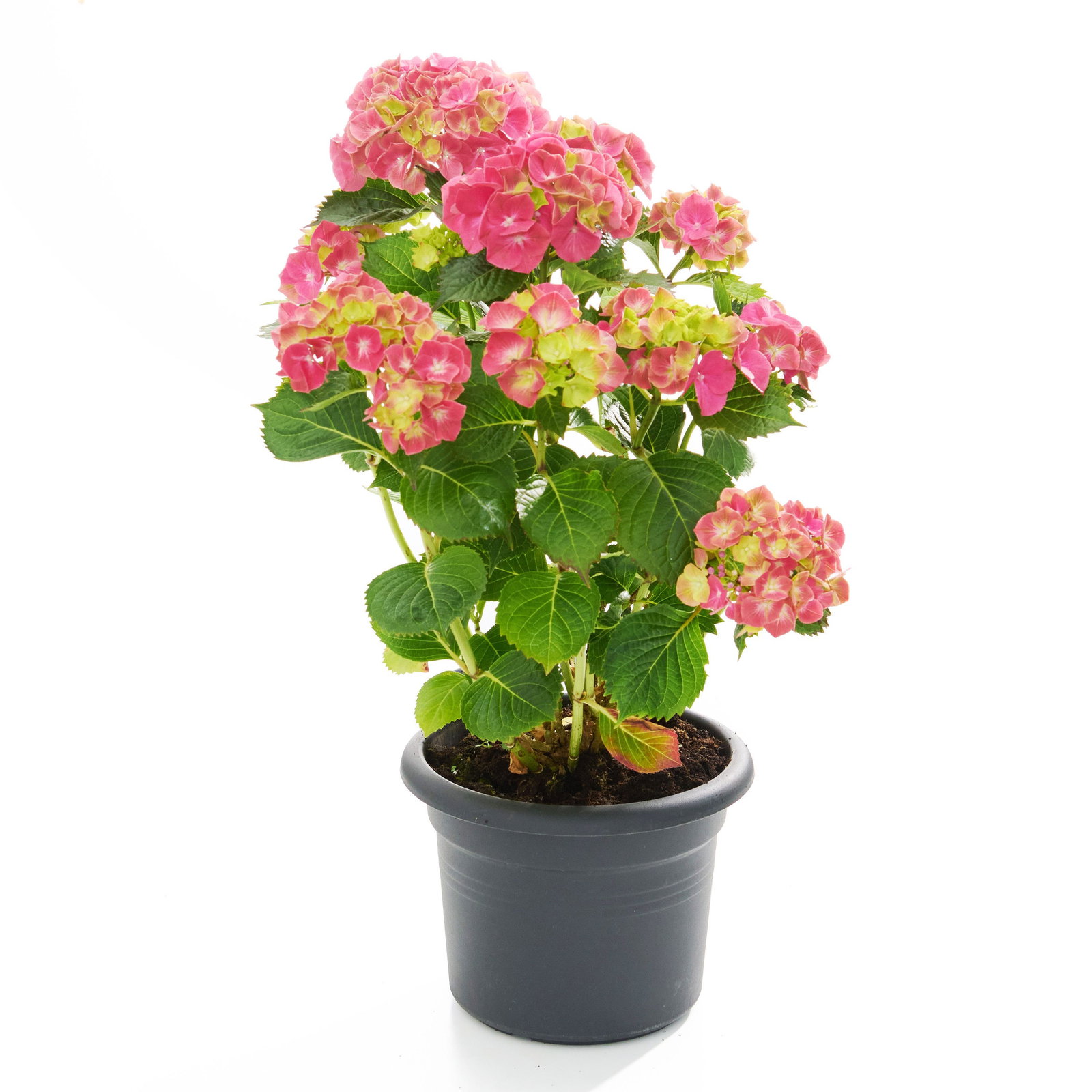 Bauernhortensie Masja - Hydrangea macrophylla Masja günstig kaufen