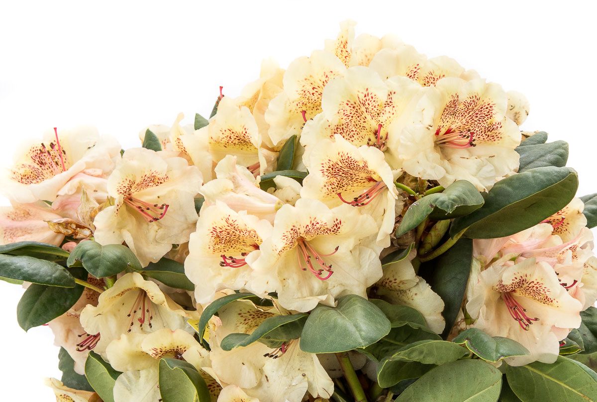 Rhododendron Viscy - Rhododendron Hybride Viscy günstig kaufen