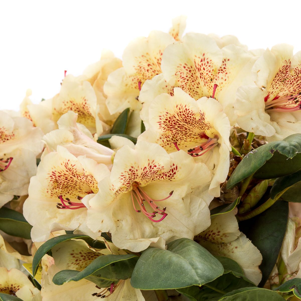 Rhododendron Viscy - Rhododendron Hybride Viscy günstig kaufen