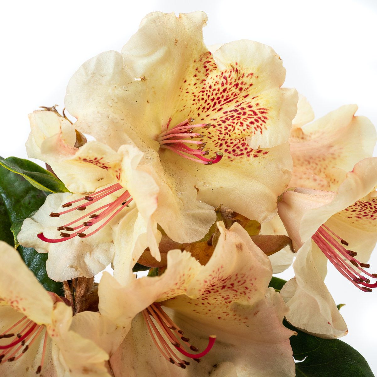 Rhododendron Viscy - Rhododendron Hybride Viscy günstig kaufen