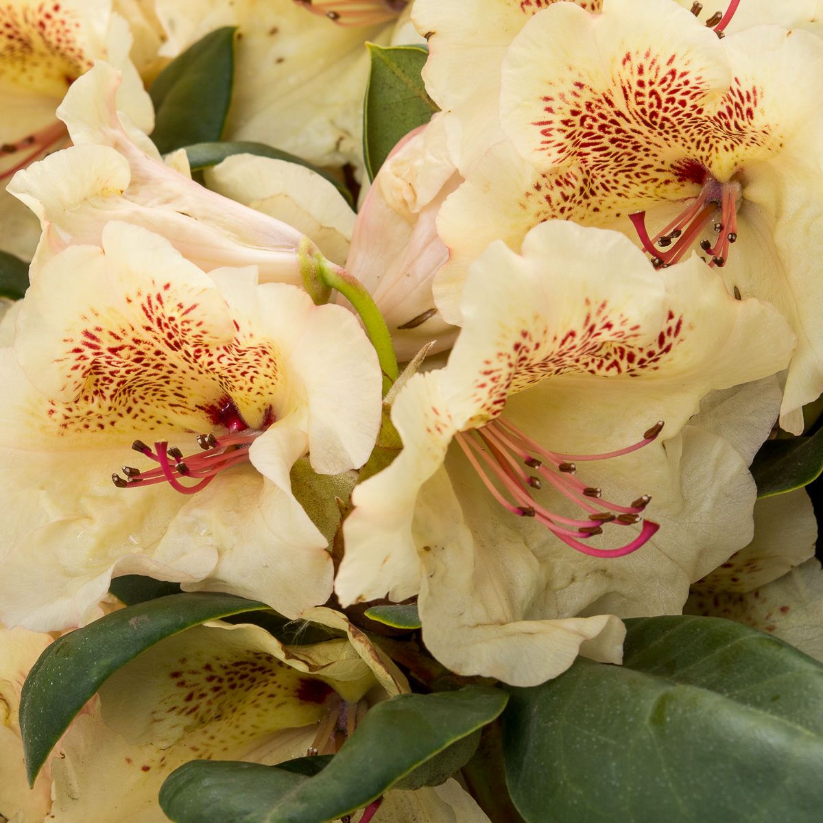 Rhododendron Viscy - Rhododendron Hybride Viscy günstig kaufen