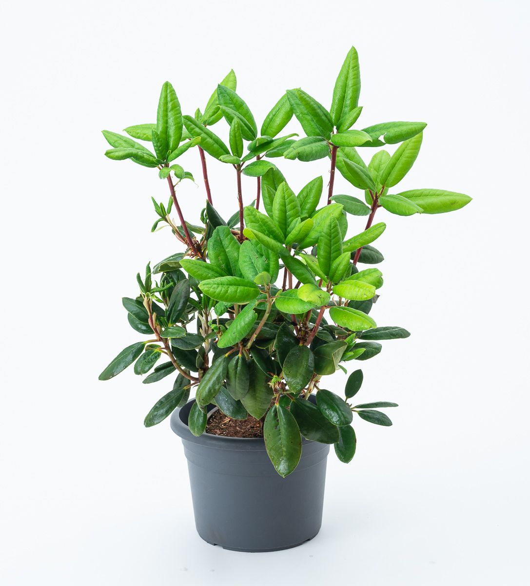 Rhododendron Viscy - Rhododendron Hybride Viscy günstig kaufen