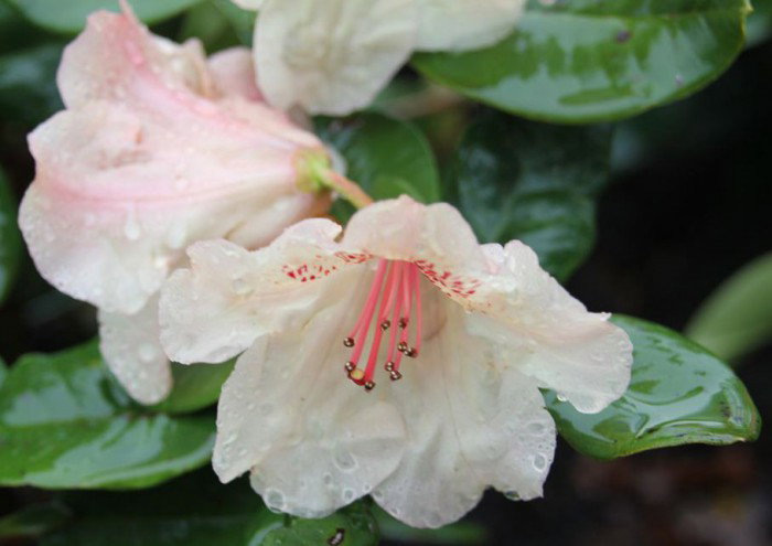 Rhododendron Viscy - Rhododendron Hybride Viscy günstig kaufen