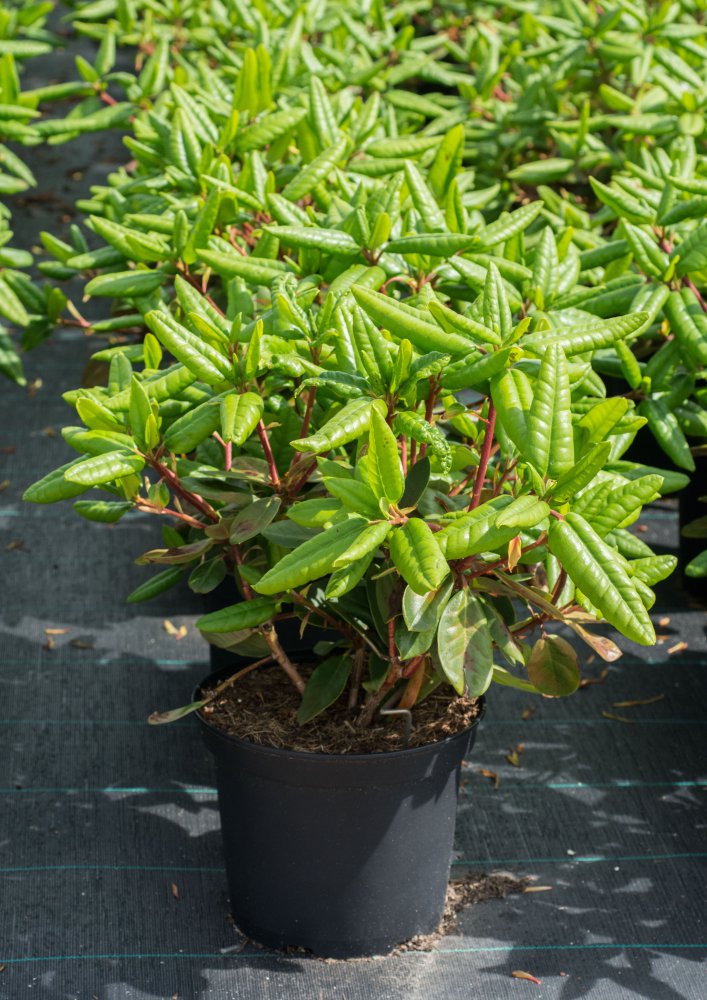 Rhododendron Viscy - Rhododendron Hybride Viscy günstig kaufen