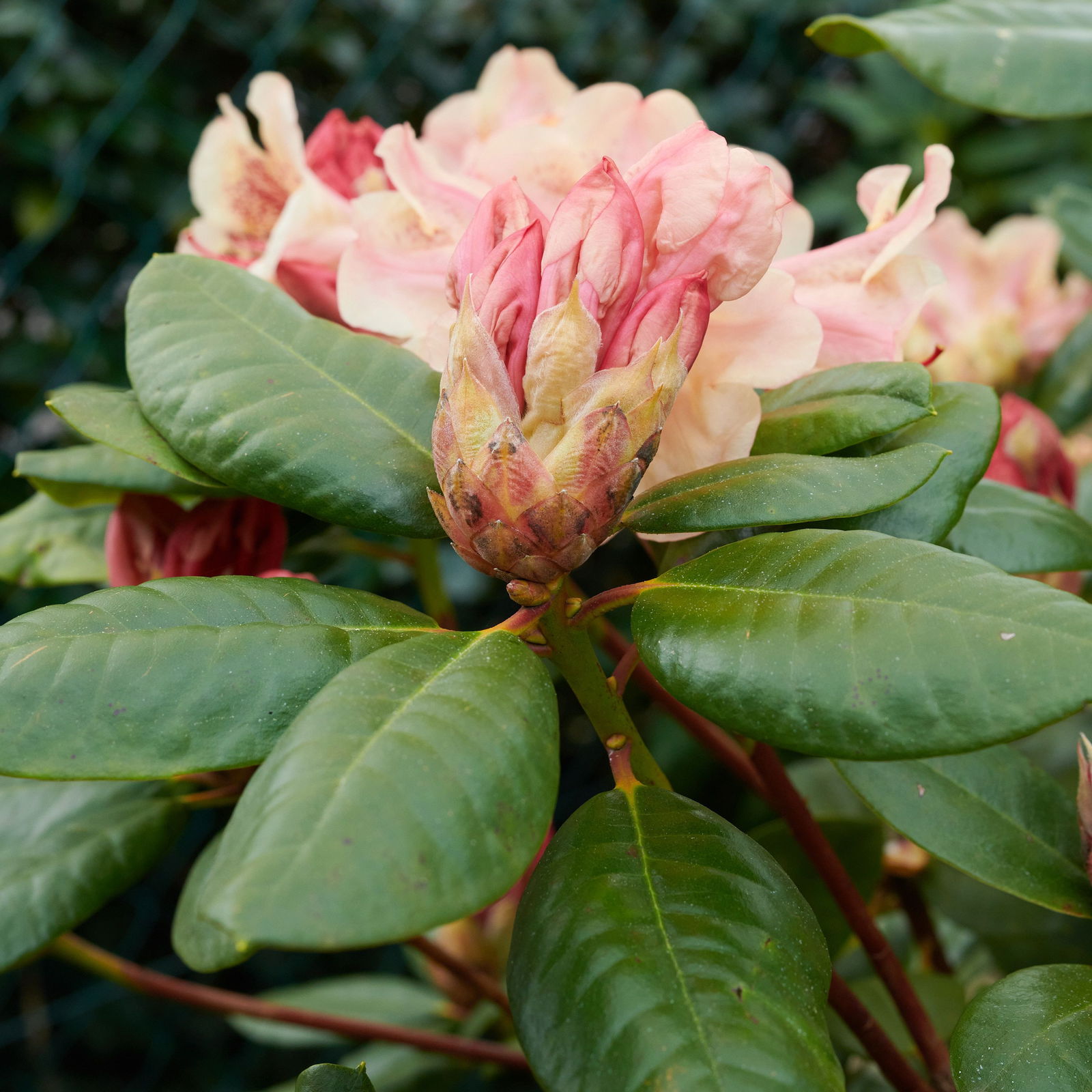 Rhododendron Viscy - Rhododendron Hybride Viscy günstig kaufen